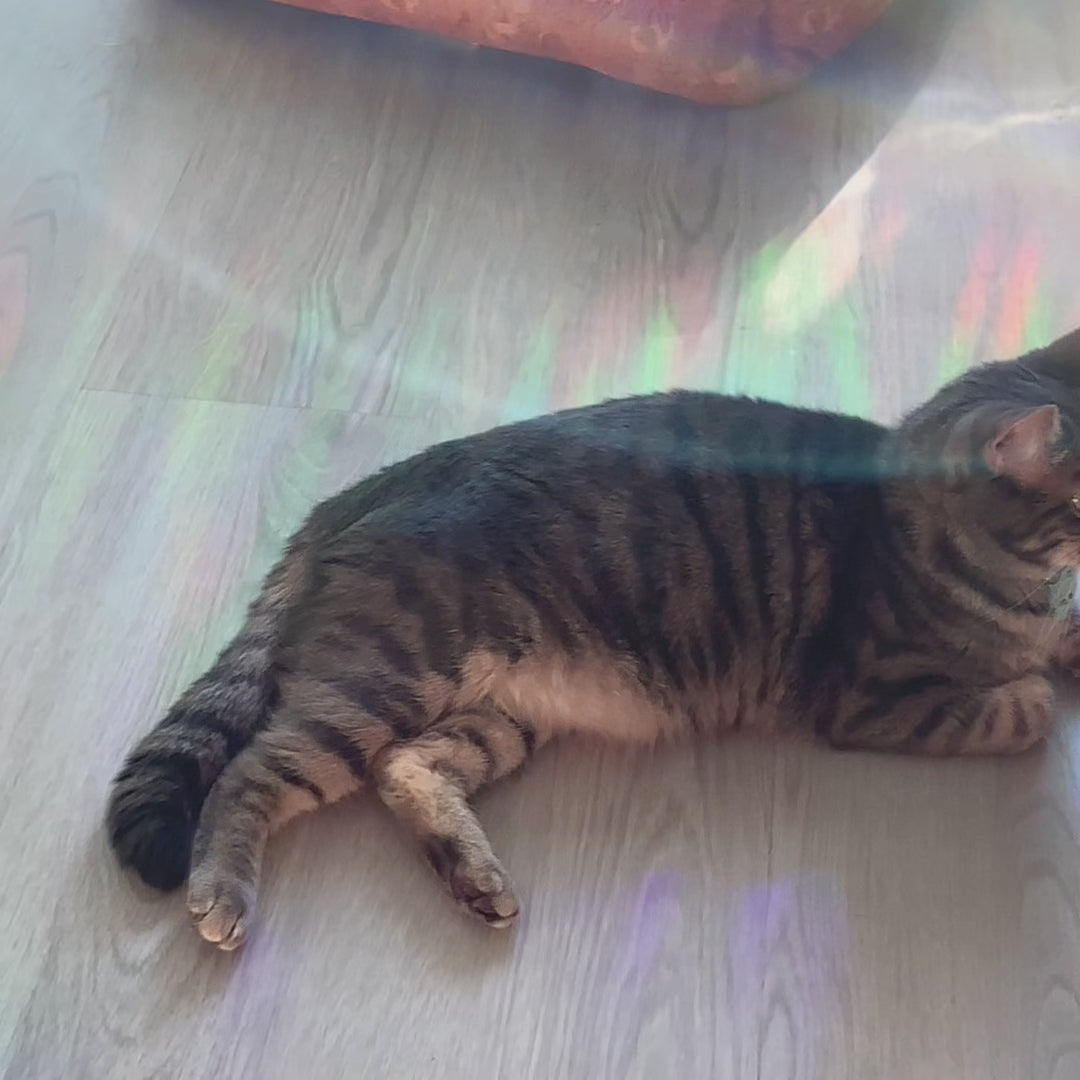 Sunflower Dreams Suncatcher Sticker – Unicorn Eclipse